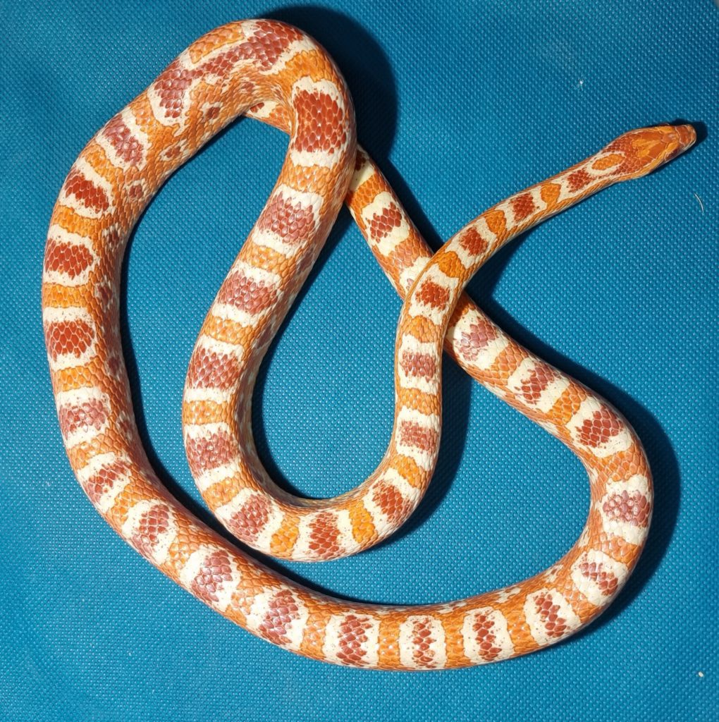 Pantherophis Guttatus – Traditional Reptiles